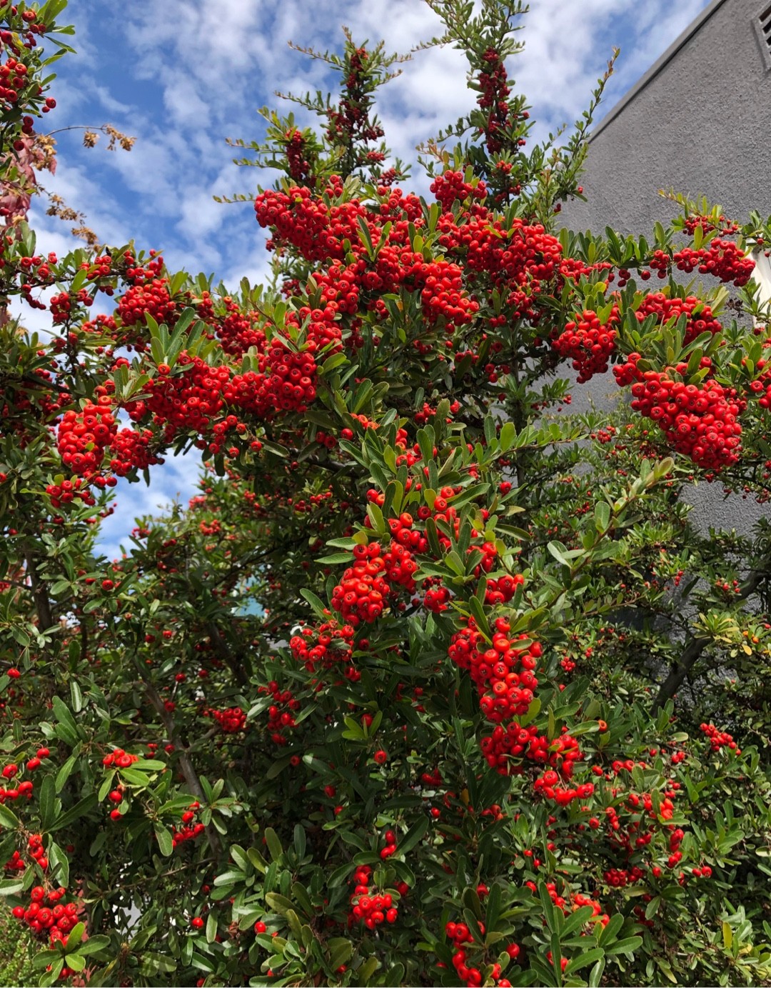 Pyracantha koidzumii 'Victory' (Pyracantha koidzumii 'Victory ...