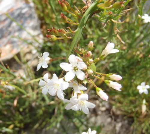 Samolus porosus Flower, Leaf, Uses - PictureThis