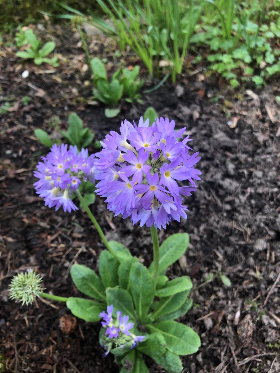 Primula denticulata - PictureThis