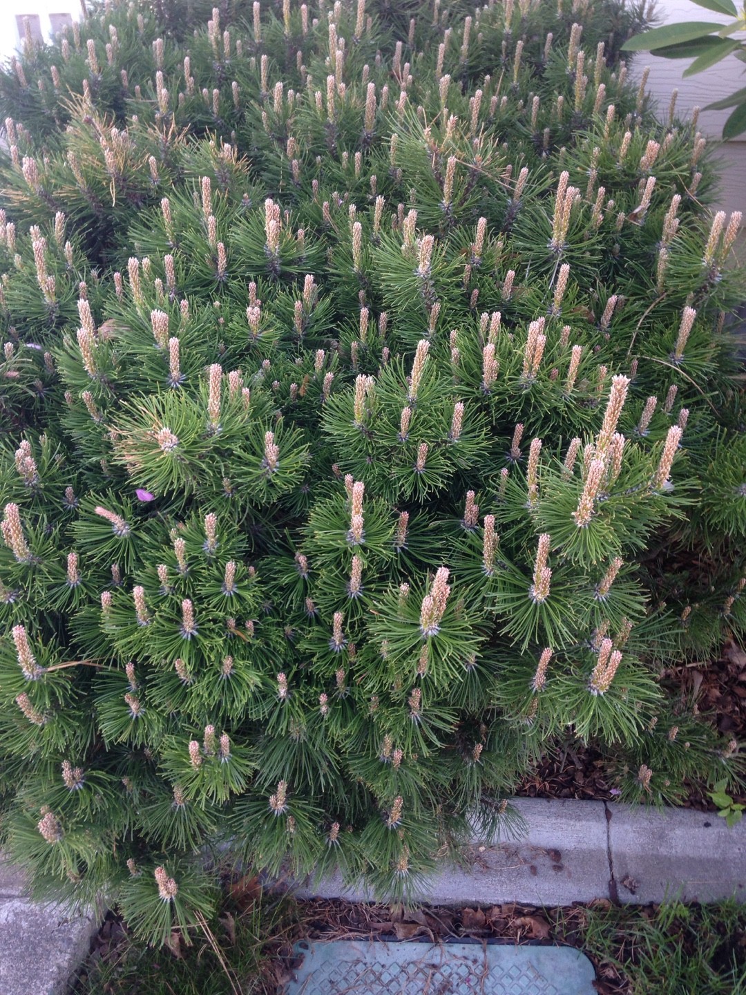 Pinus mugo 'Mughus' (Pinus mugo 'Mughus') - PictureThis
