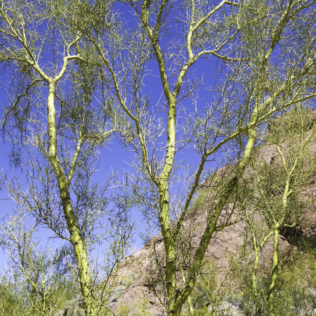 Cercidium microphyllum - PictureThis