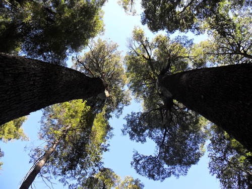 Coigüe (Nothofagus dombeyi) - PictureThis