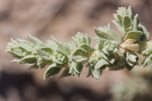 Ball saltbush (Atriplex fruticulosa) Flower, Leaf, Care, Uses - PictureThis