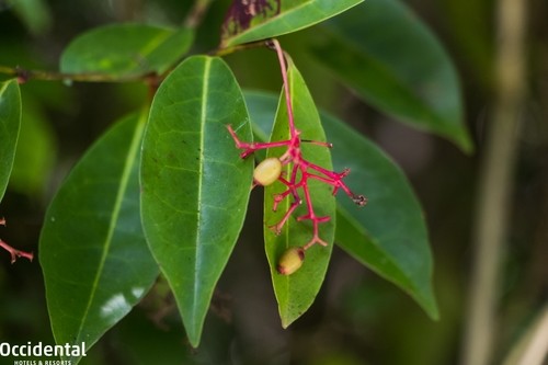 Aguacatillo (Styrax gentryi) - PictureThis