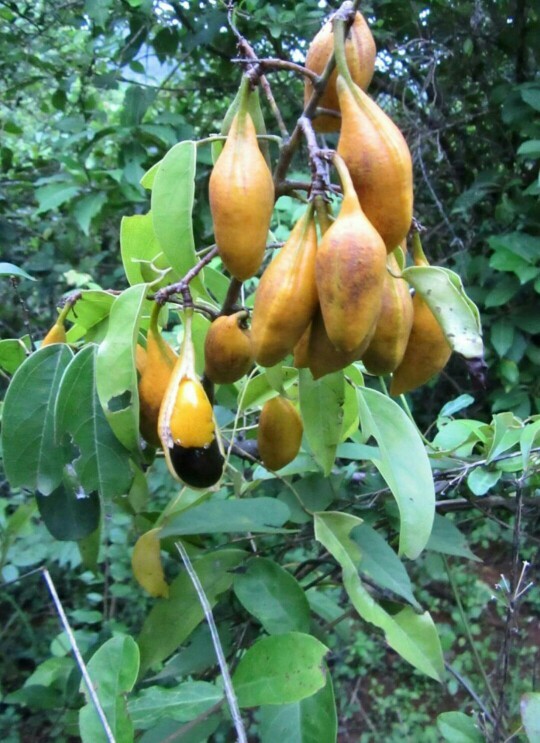 Connarus yunnanensis - PictureThis