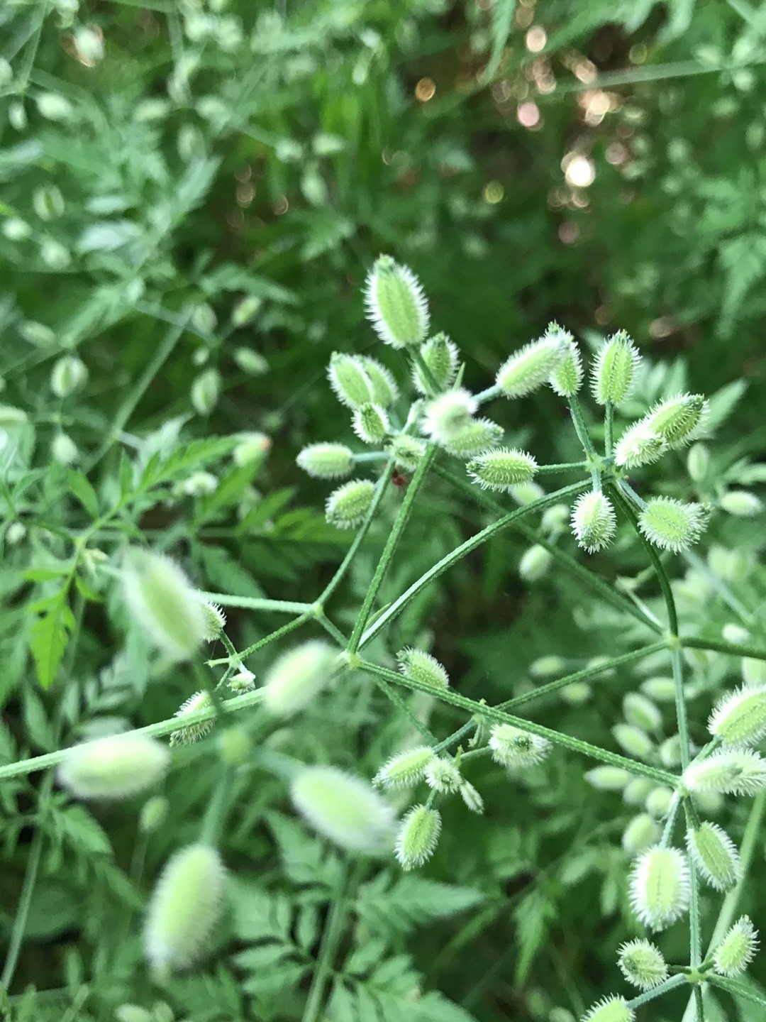 Torilis scabra (Torilis scabra) - PictureThis