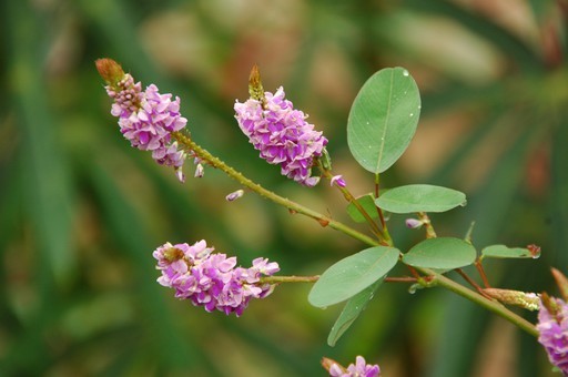 Desmodium heterocarpon - PictureThis
