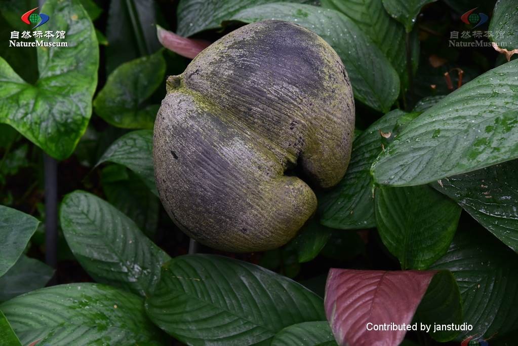 Lodoicea - PictureThis