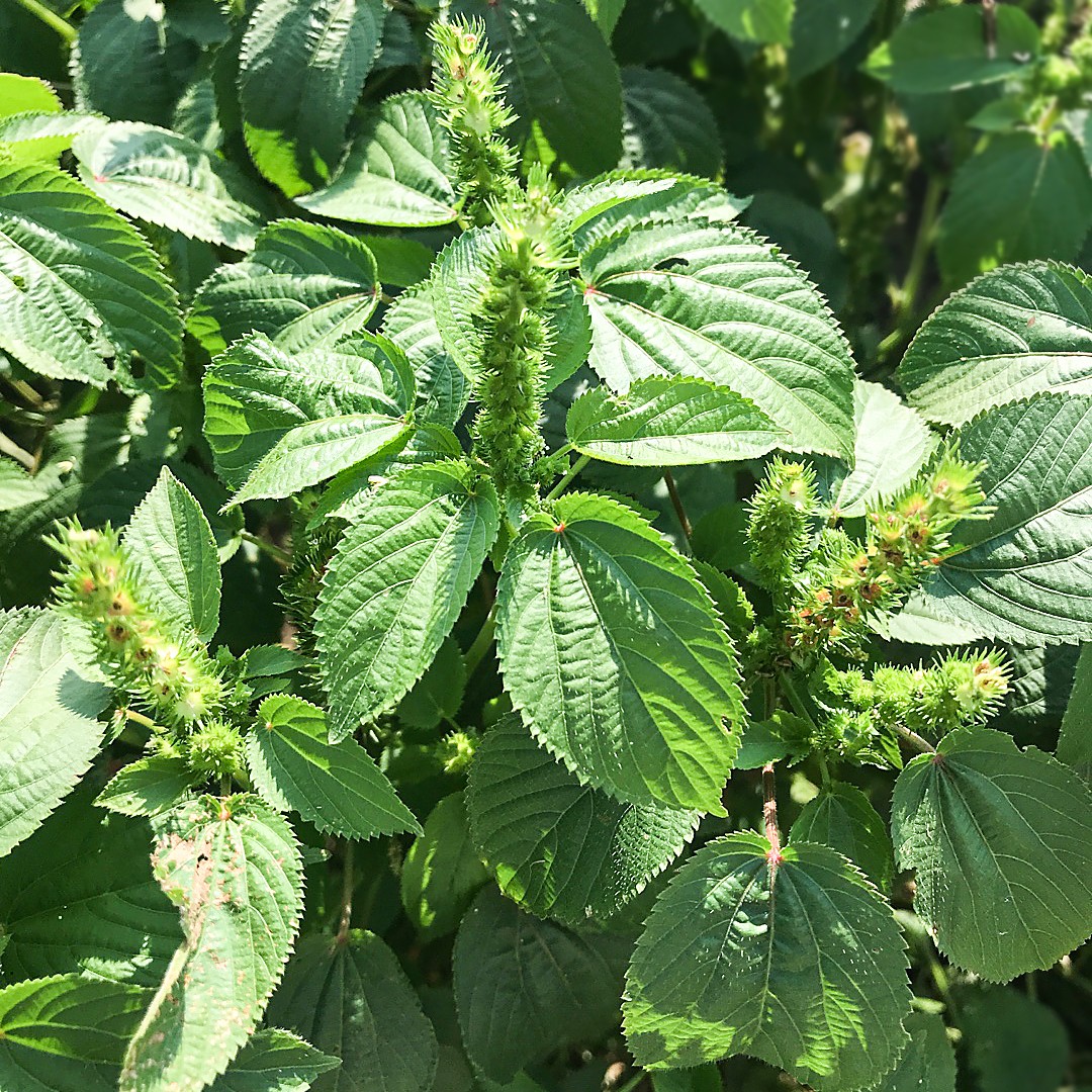Acalypha persimilis Flower, Leaf, Uses - PictureThis