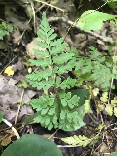 Cystopteris - PictureThis