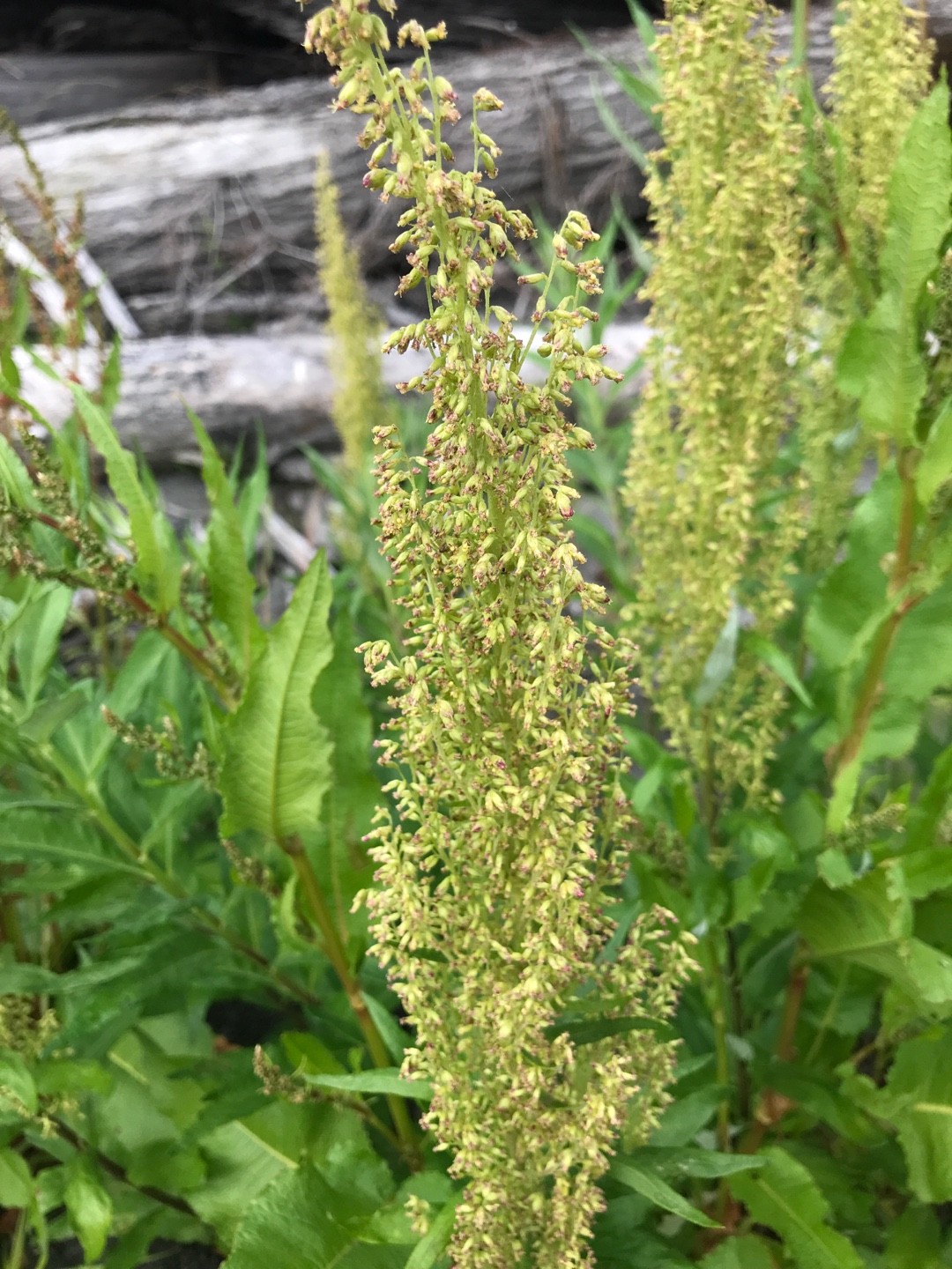 Rumex verticillatus - PictureThis