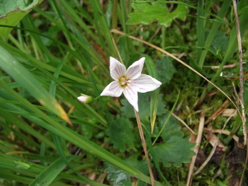 Claytonia sarmentosa - PictureThis