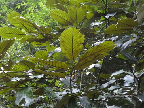 Castanopsis indica Flower, Leaf, Care, Uses - PictureThis