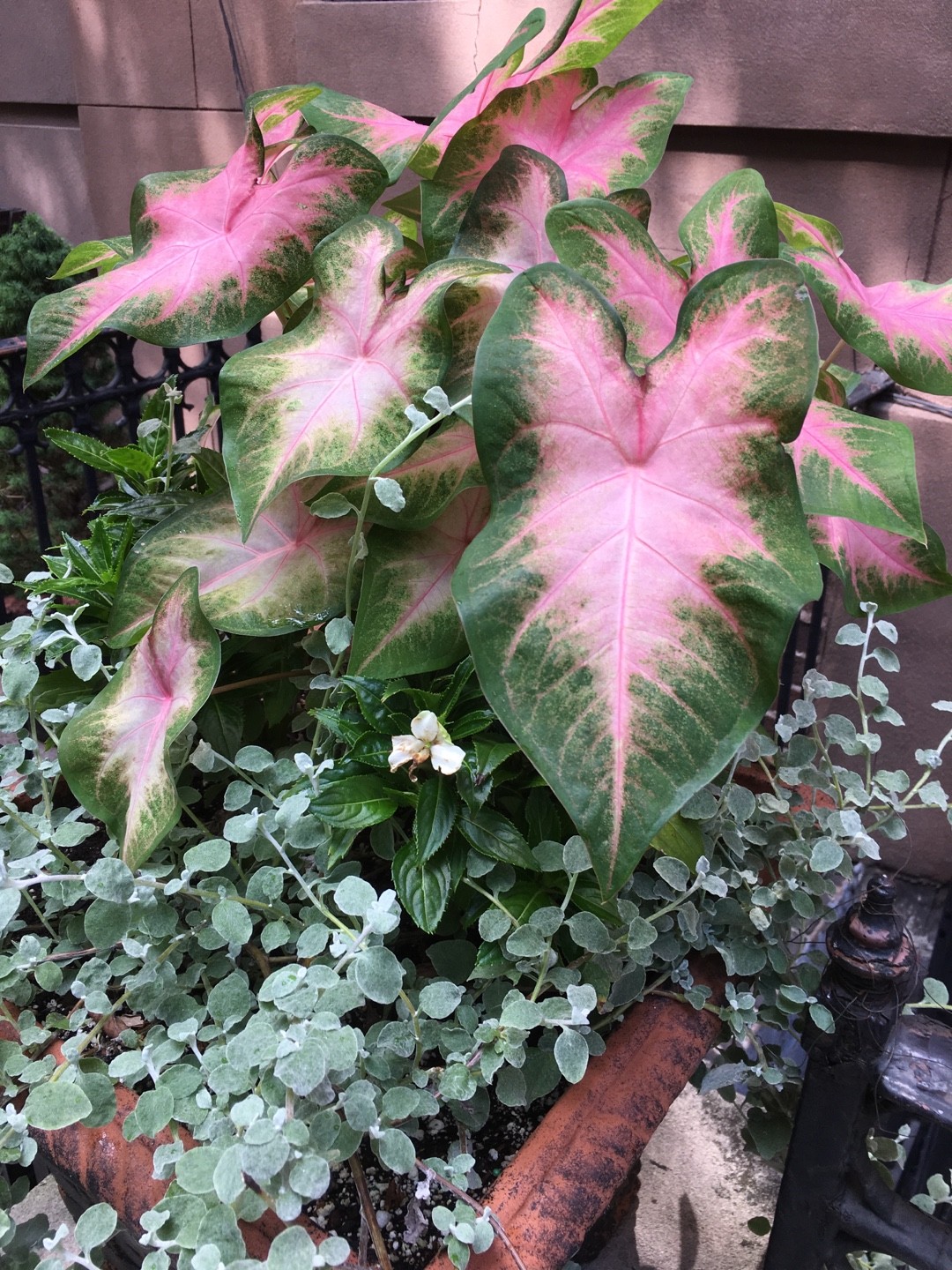 Caladium 'Kathleen' - PictureThis
