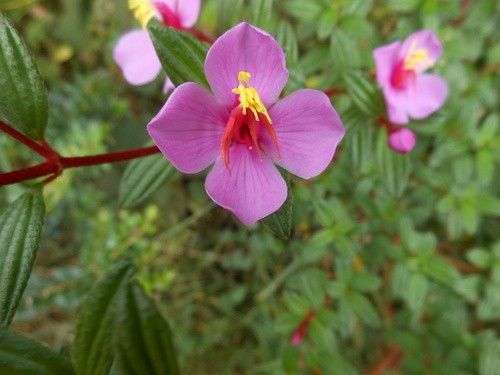 Monochaetum amabile - PictureThis