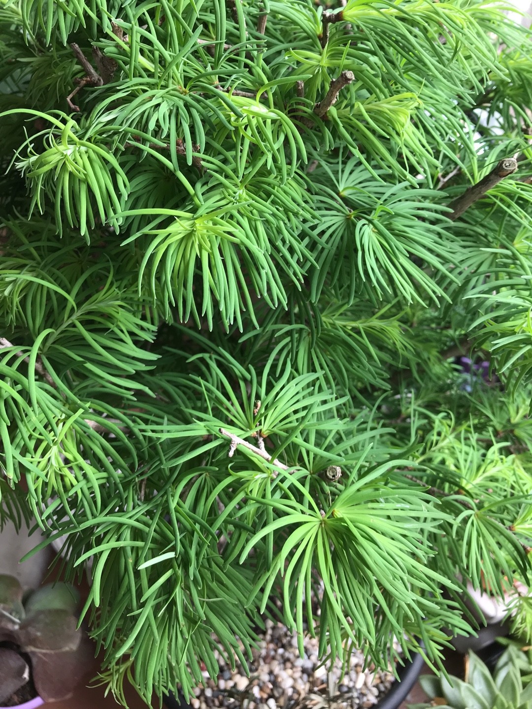 Pseudolarix amabilis - PictureThis