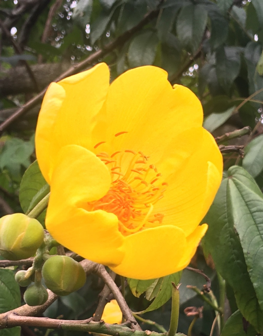 Cochlospermum religiosum (Cochlospermum religiosum) - PictureThis