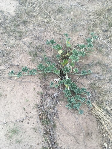 Apodanthera (Apodanthera) - PictureThis