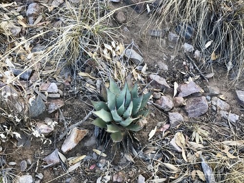 Agave flexispina - PictureThis