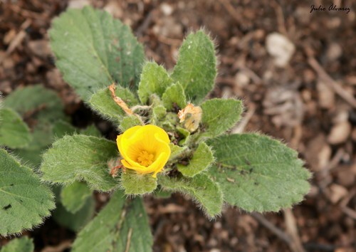 Bruja (Turnera pumilea) - PictureThis