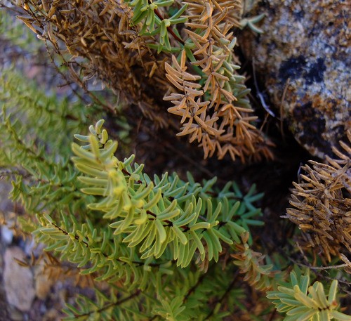 Pellaea brachyptera - PictureThis