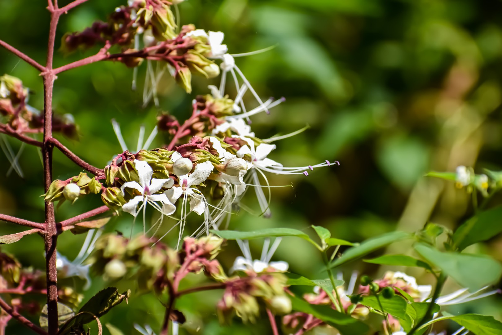 Clerodendrum infortunatum - PictureThis