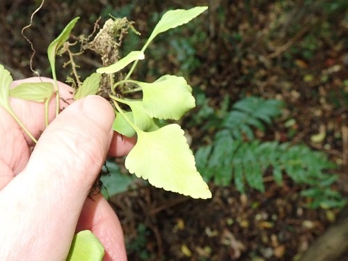 Asplenium trilobum - PictureThis