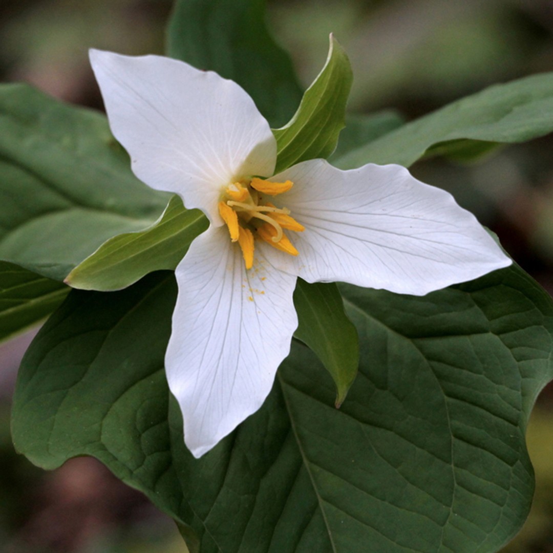 Trillium ovatum (Trillium ovatum) - PictureThis