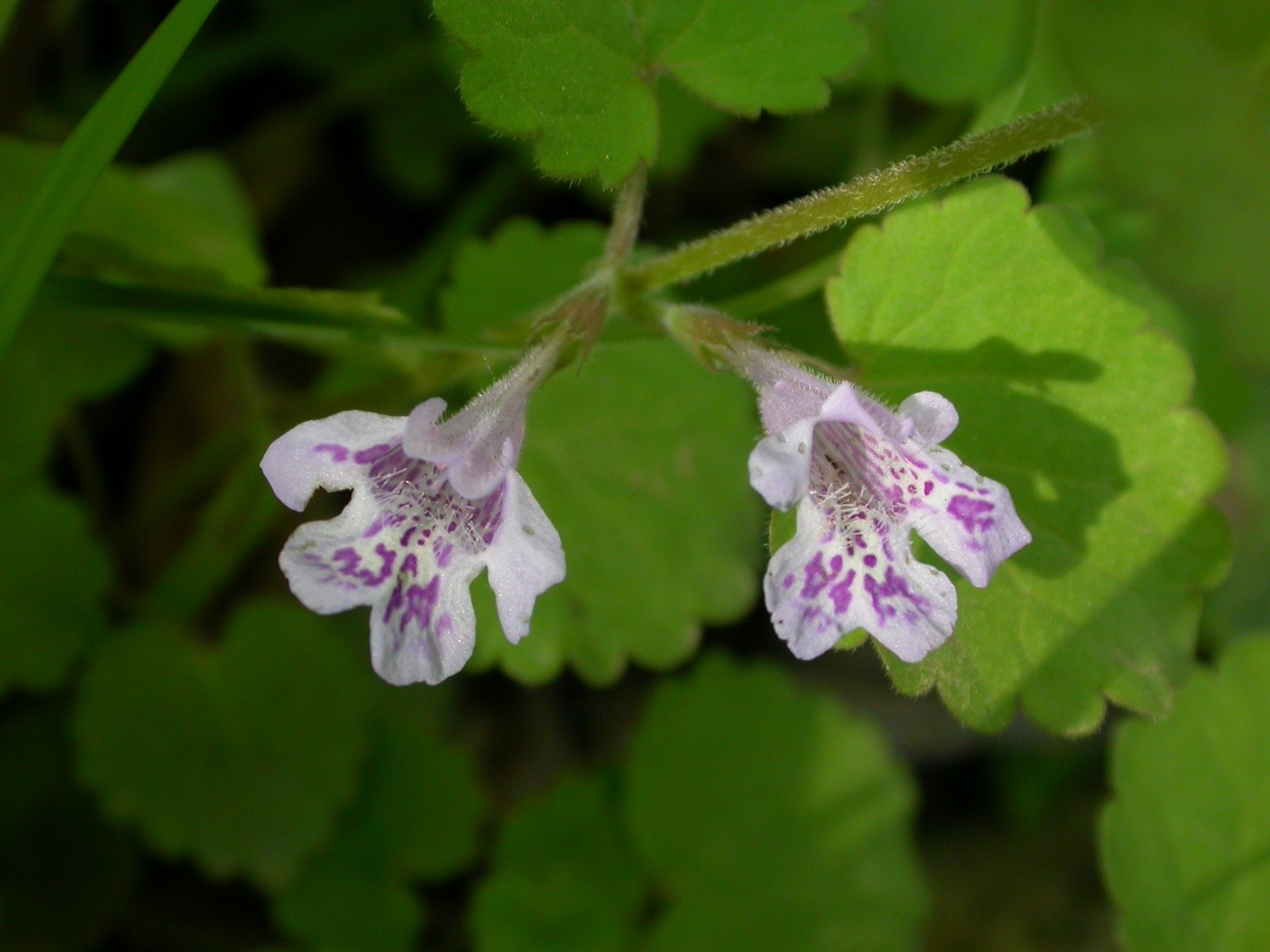 Glechoma longituba (Glechoma longituba) - PictureThis