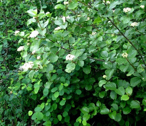 Viburnum ellipticum - PictureThis