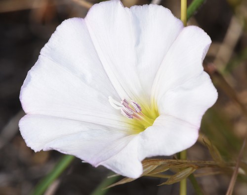 Calystegia occidentalis - PictureThis
