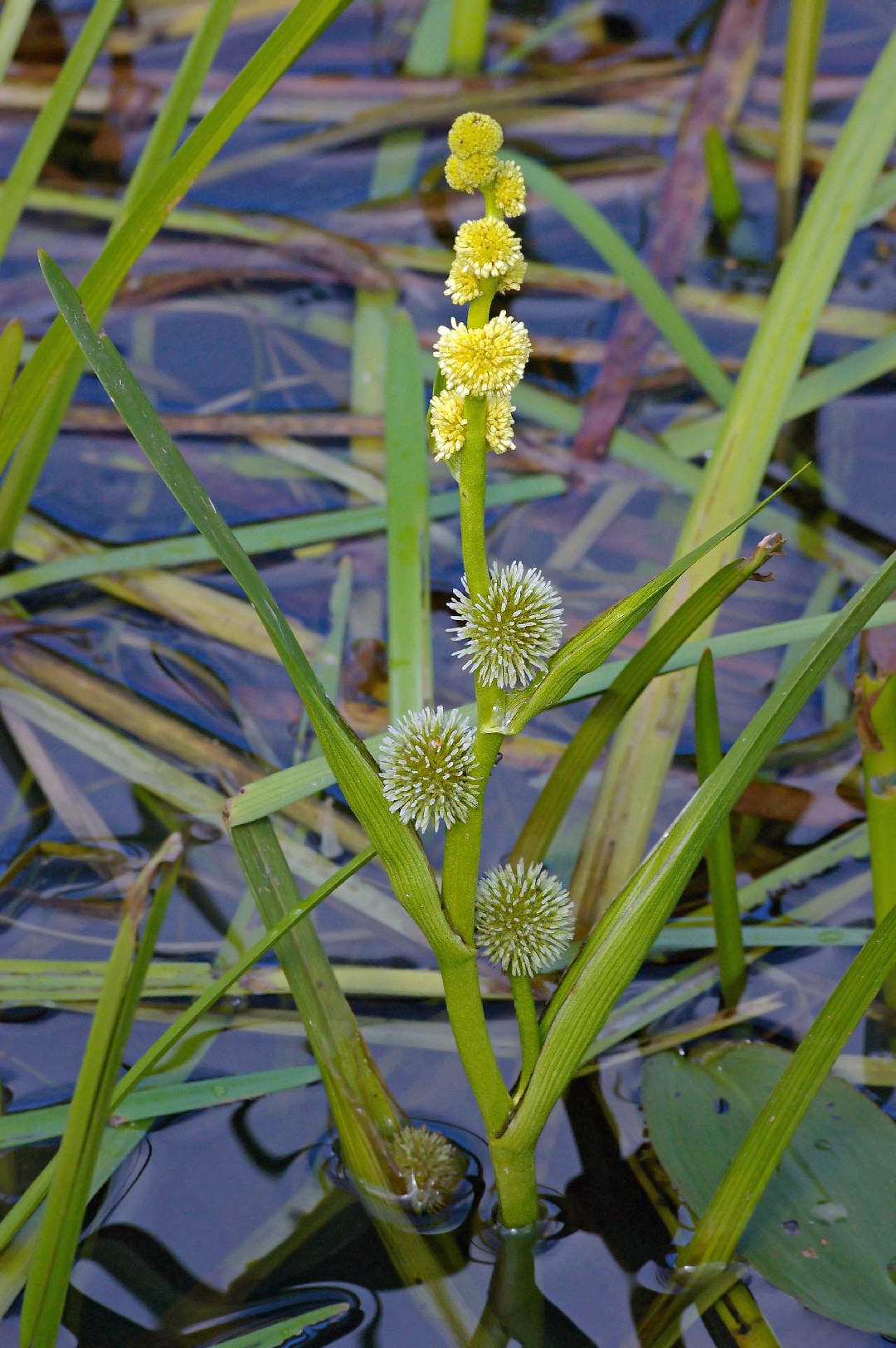 Sparganium emersum - PictureThis