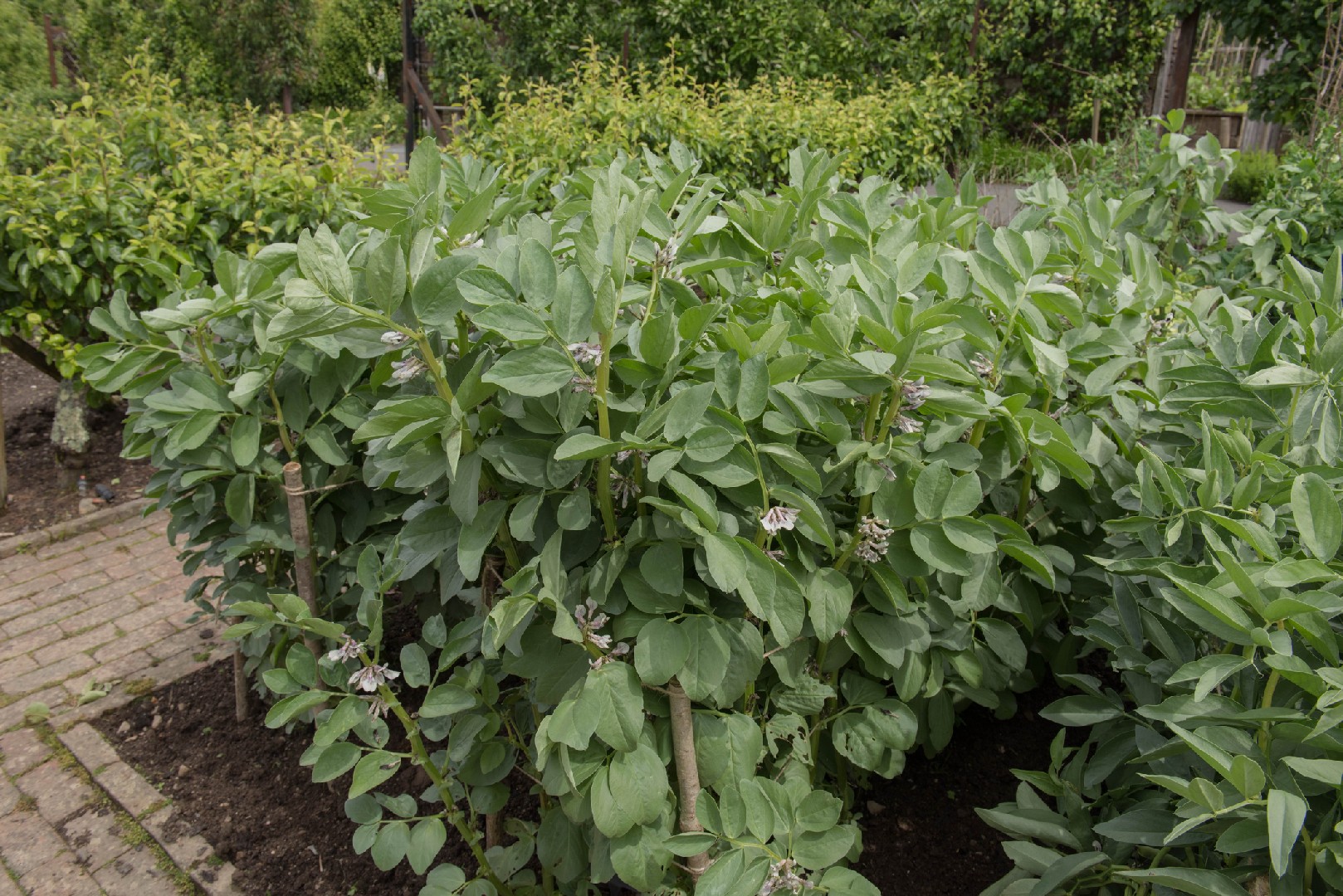 Vicia (Vicia) - PictureThis