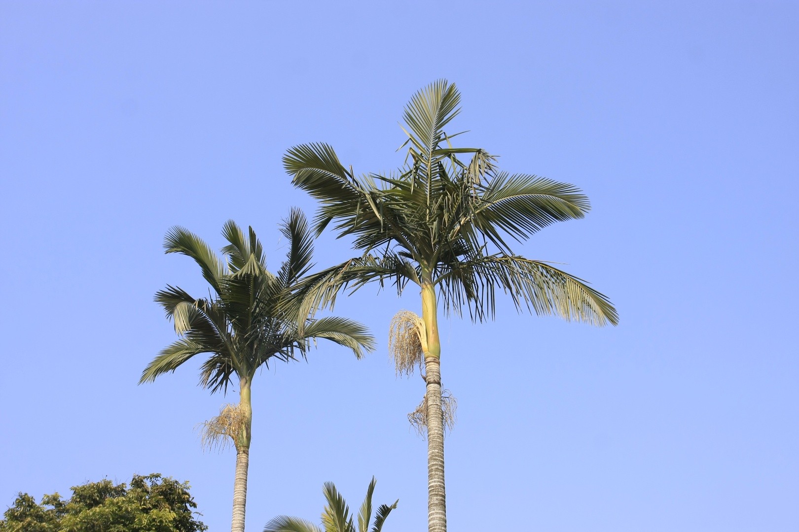 Alexandra Palm (Archontophoenix alexandrae) Flower, Leaf, Uses ...