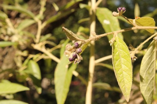 Cestrum tomentosum - PictureThis