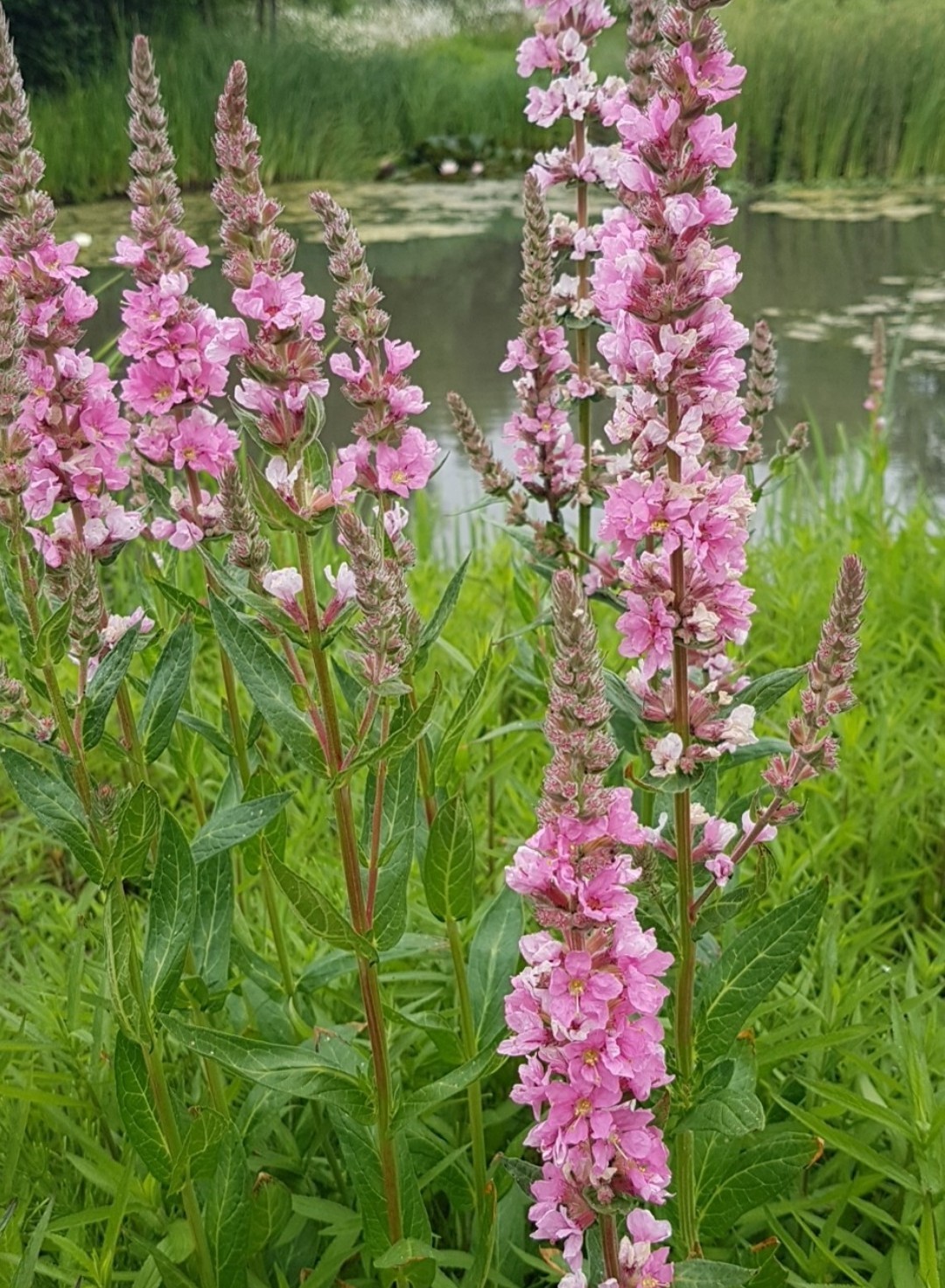 Lythrum salicaria 'Blush' - PictureThis