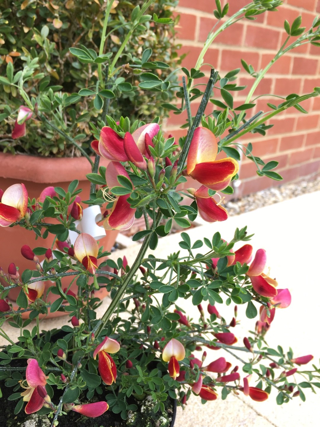 Cytisus × boskoopii 'Zeelandia' 花言葉，学名，よくある質問 - PictureThis