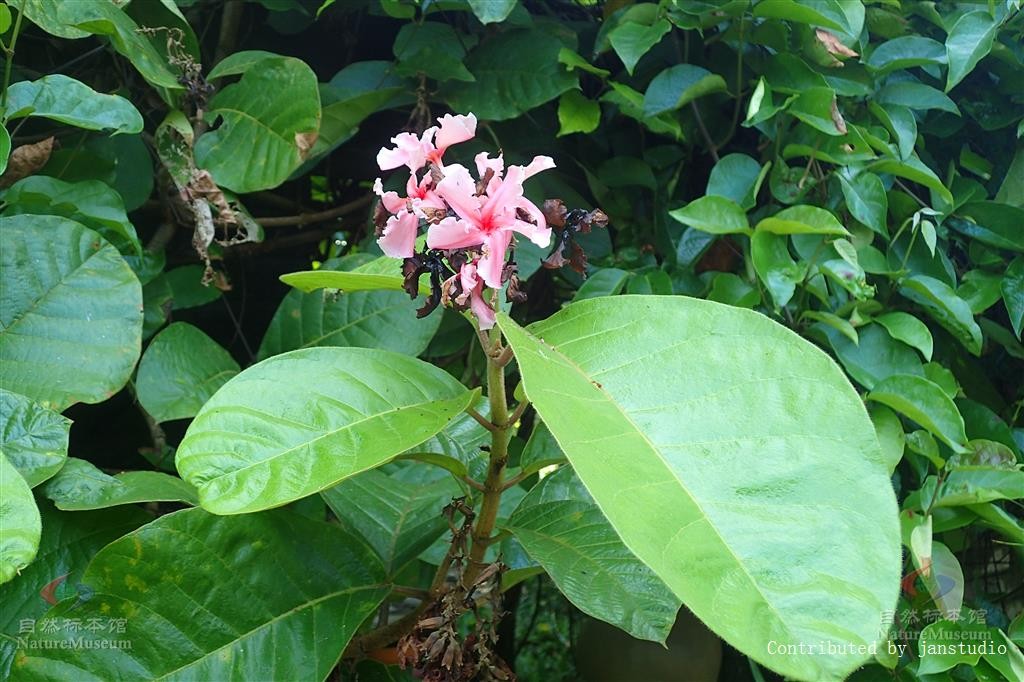 Chonemorpha splendens - PictureThis