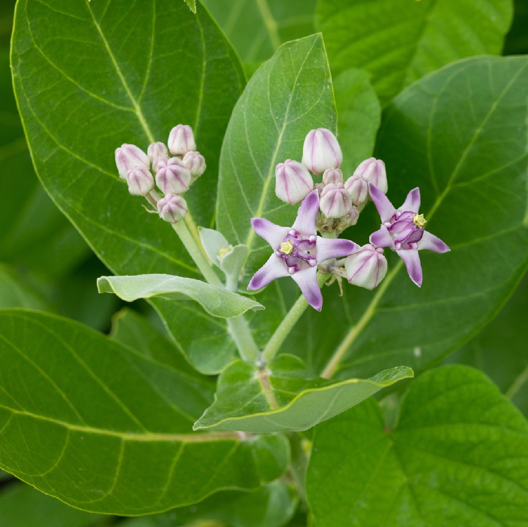 칼로트로피스 기간테아 (Calotropis gigantea) - PictureThis