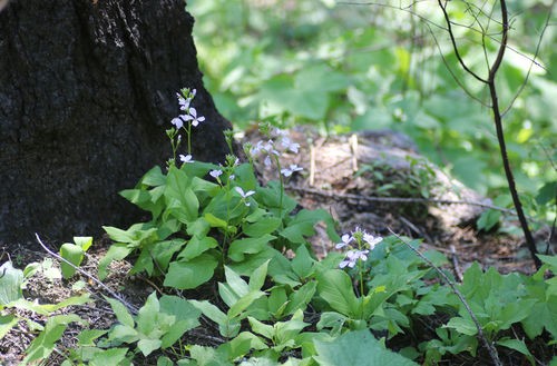 Cardamine constancei (Cardamine constancei) - PictureThis
