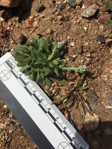 Popcorn flower (Plagiobothrys) - PictureThis