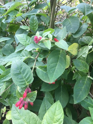 Hierba del perro (Cestrum fasciculatum) - PictureThis