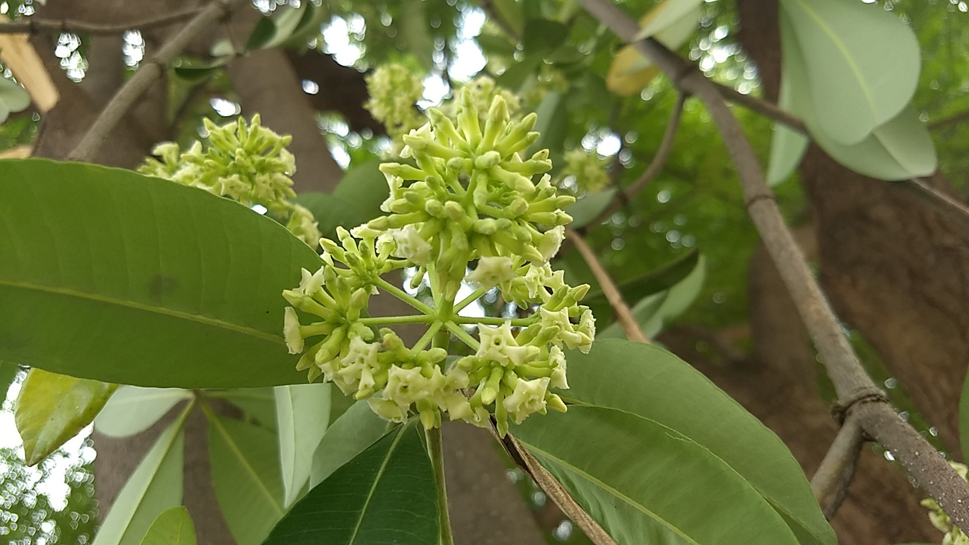 Blackboard tree (Alstonia scholaris) Flower, Leaf, Uses - PictureThis