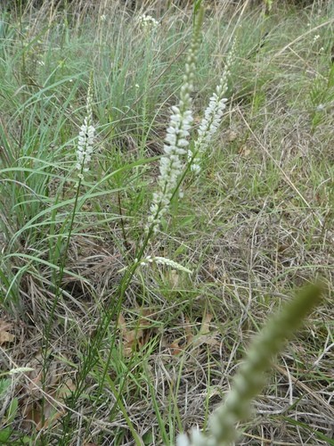 Polygala alba - PictureThis