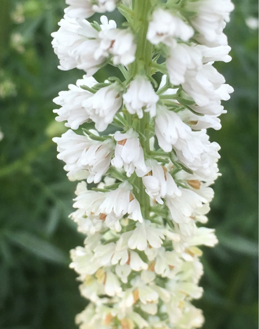 White mignonette (Reseda alba) Flower, Leaf, Uses - PictureThis