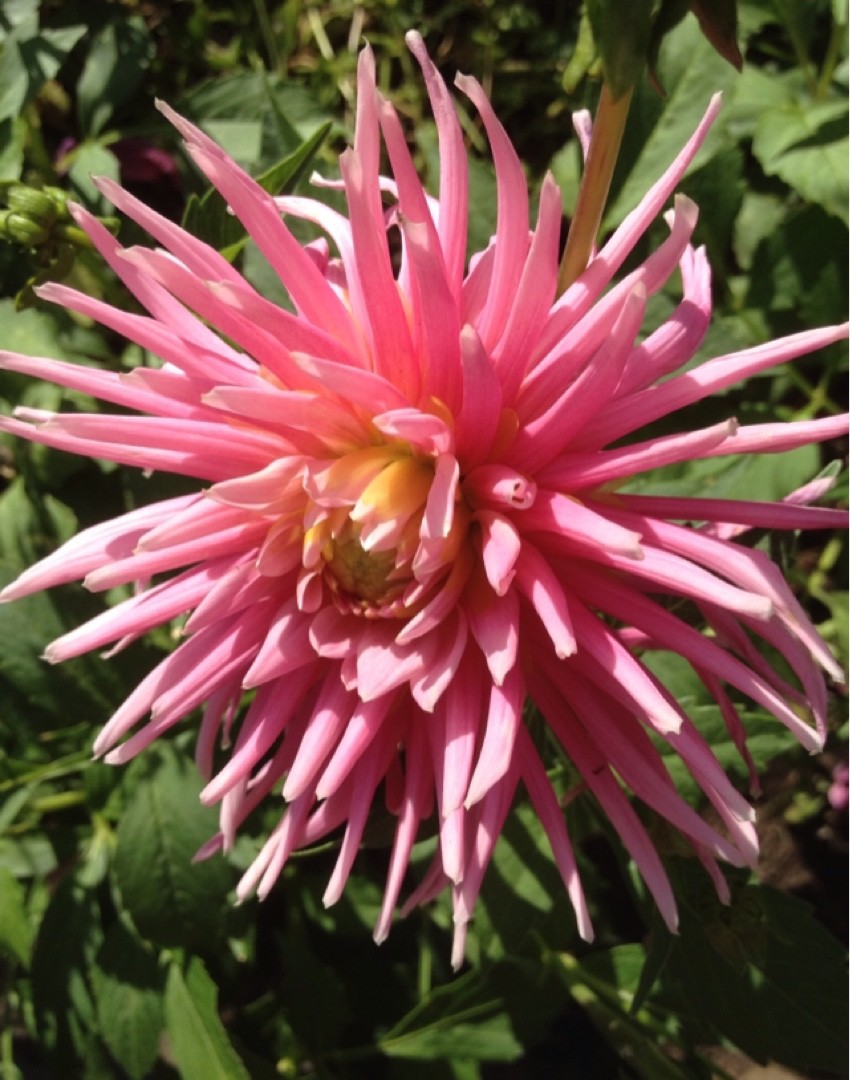 Dahlia 'Park Princess' Care (Watering, Fertilize, Pruning, Propagation ...