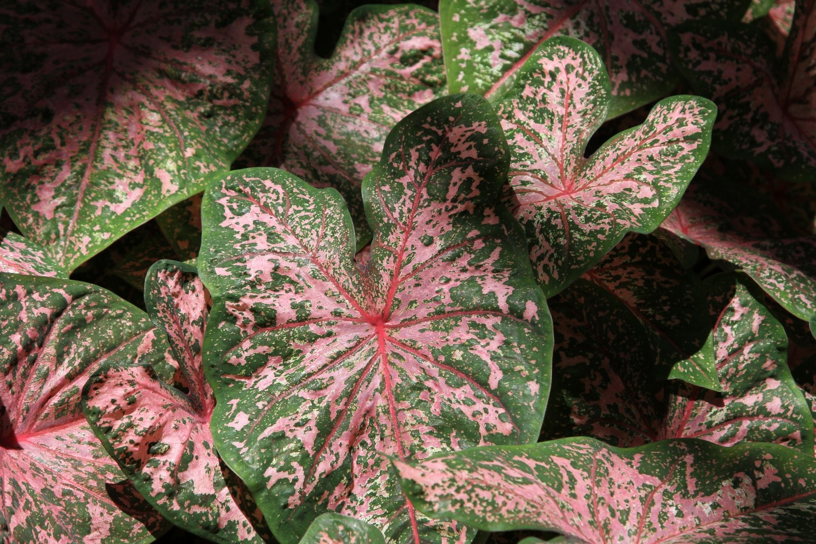Caladium (Caladium) - PictureThis