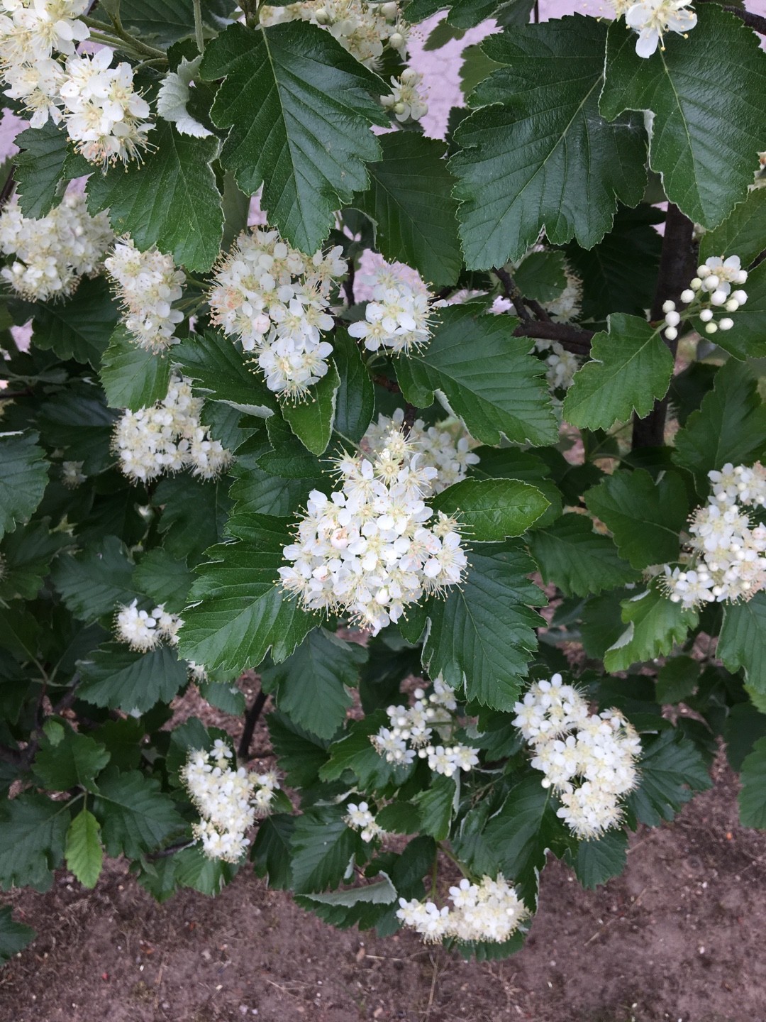 Sorbus intermedia 'Brouwers' - PictureThis