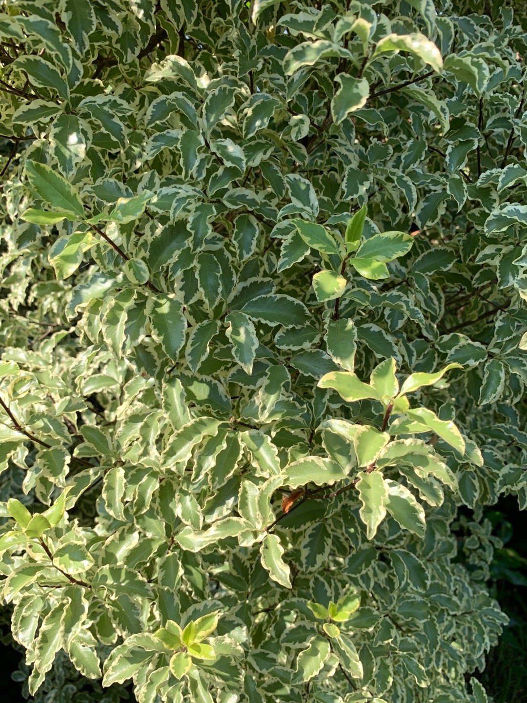 Pittosporum eugenioides 'Variegatum' - PictureThis