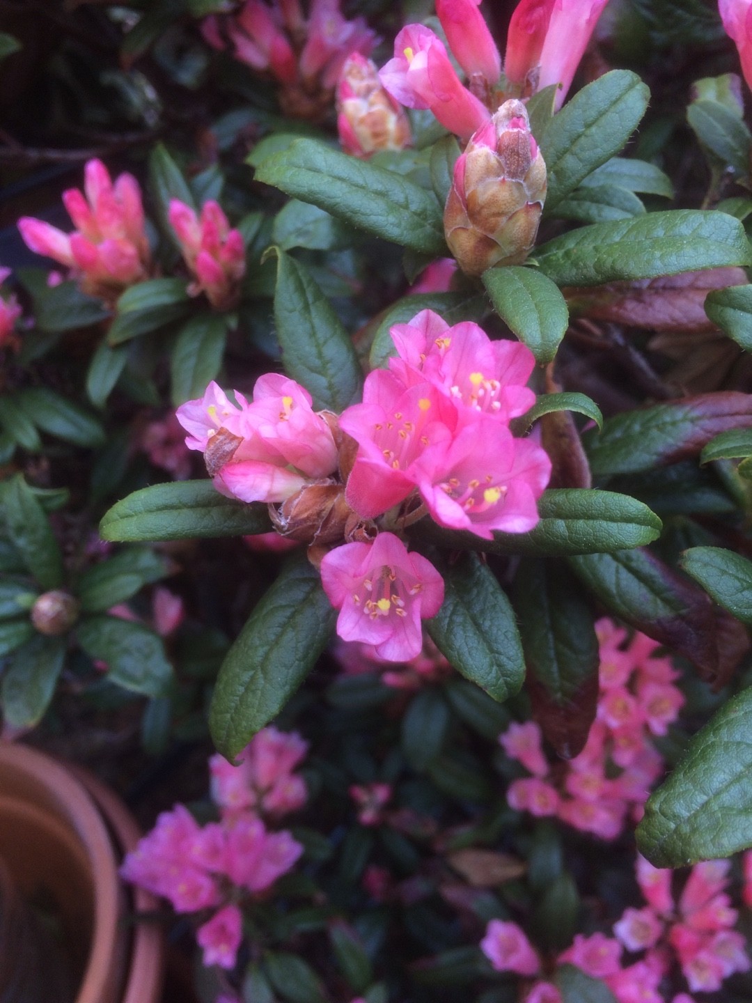 Rhododendron (Rhododendron) - PictureThis